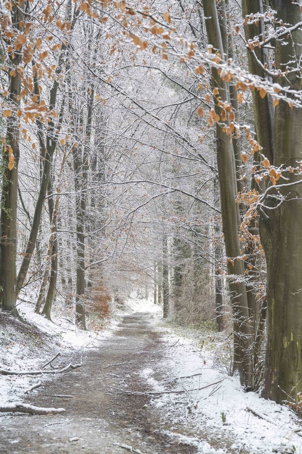 Snowy Forest Path, Freshly Fallen Snow in the Winter Forest, Last Beech ...