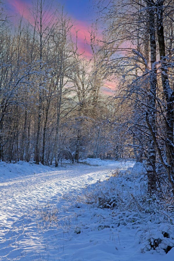 Snow-covered Forest Path with Vibrant Sky, Creating a Dramatic and ...