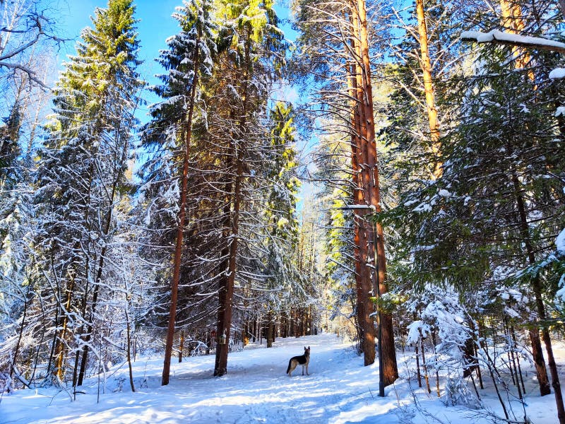 Snow-Covered Forest Path in Winter Sunshine. a Serene, Snow-laden Trail ...