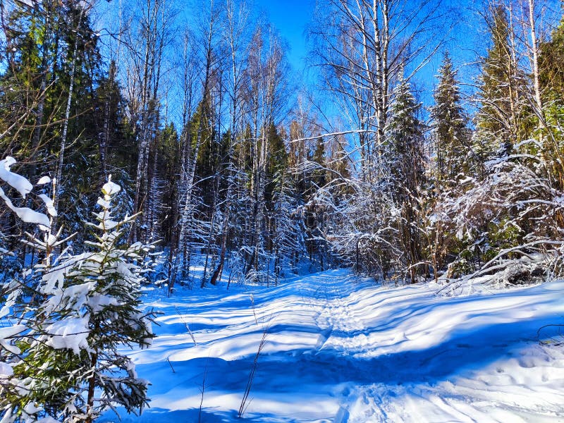 Snow-Covered Forest Path in Winter Sunshine. a Serene, Snow-laden Trail ...