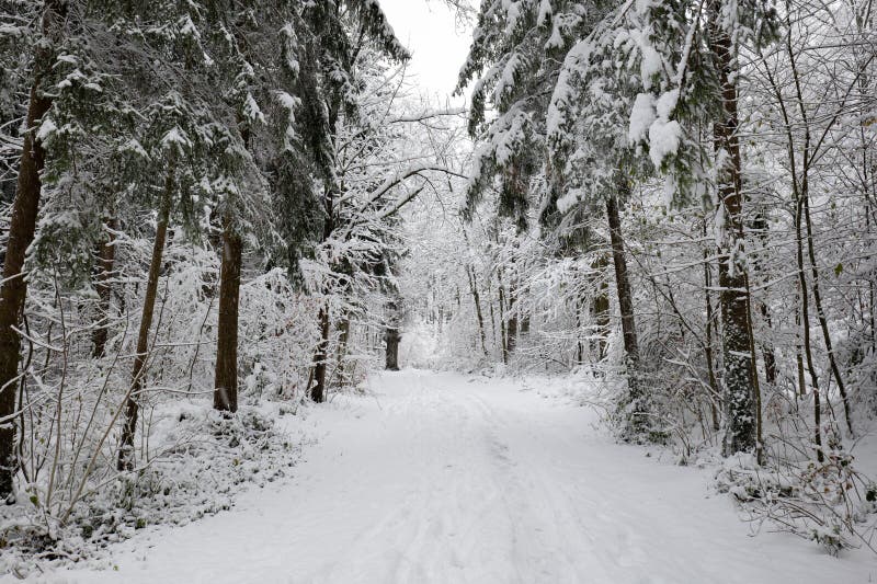 Snow Covered Forest Scene. Tall Trees, Fresh Snowfall, Wide Angle ...