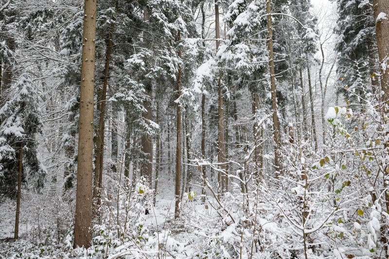 Snow Covered Forest Scene. Tall Trees, Fresh Snowfall, Wide Angle, No ...