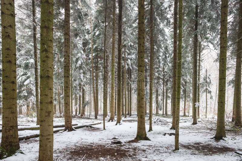 Snow Covered Forest Scene. Tall Trees, Fresh Snowfall, Wide Angle, No ...