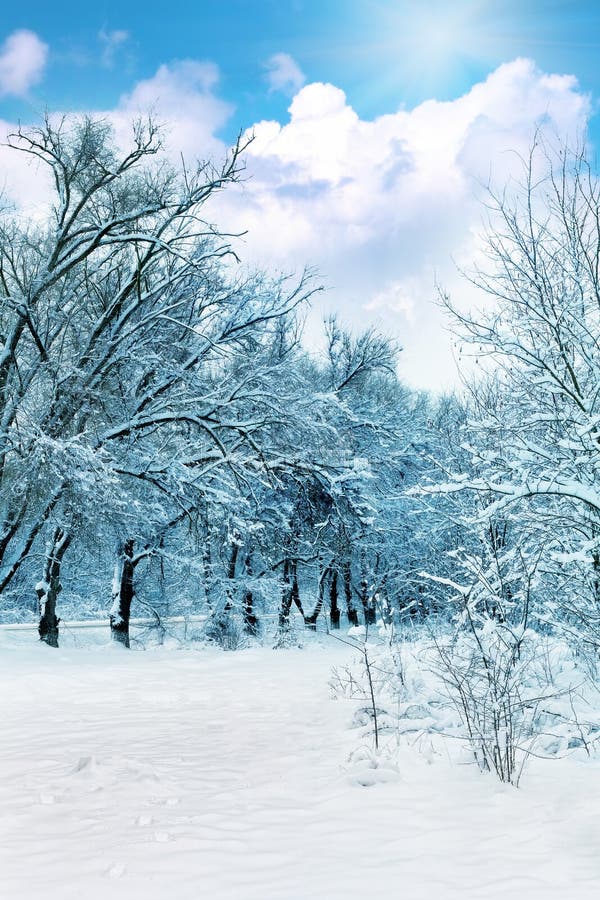 The Snow-covered Forest in Sunny Day. Stock Photo - Image of pine, park ...