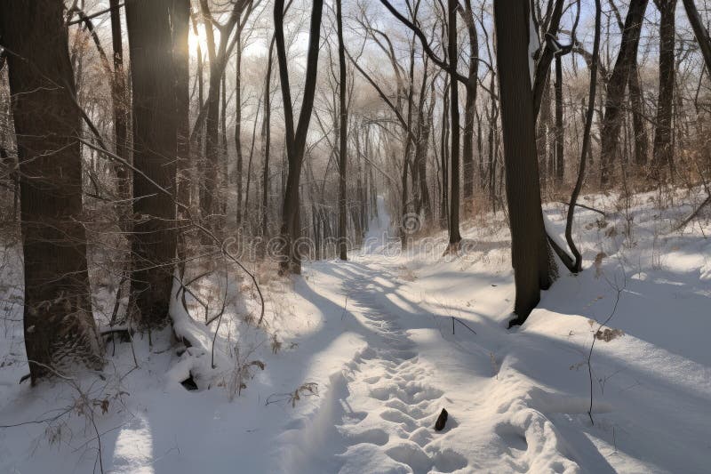 Snow-covered Forest, with Trails and Pathways Visible through the Trees ...