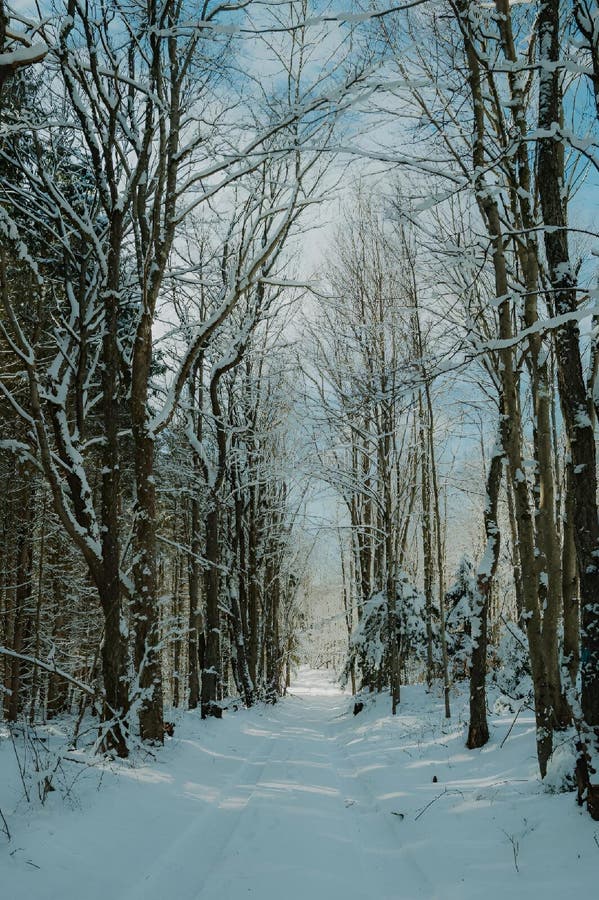 2,382 Tree Lined Trail Stock Photos - Free & Royalty-Free Stock Photos ...