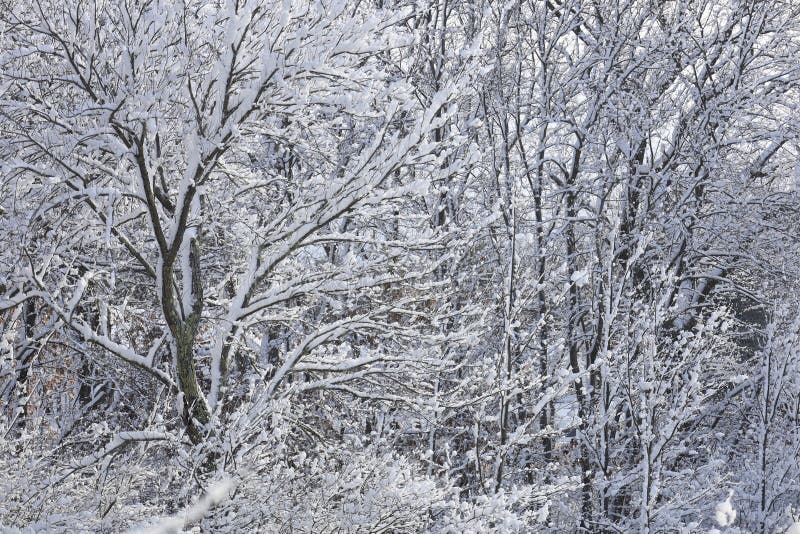 Snow Covered Forest Under Winter Sunny Day Stock Image - Image of ...