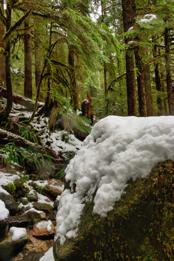 Snow Covered Forest in Washington State Stock Image - Image of altitude ...