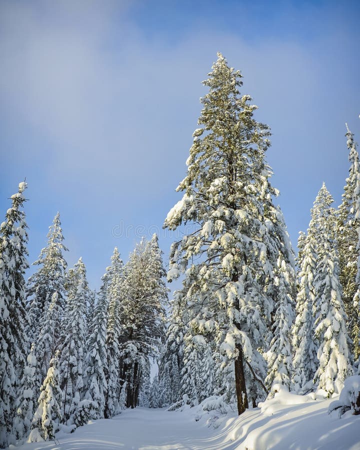 Snow covered forest winter stock photo. Image of snowfall - 121013552