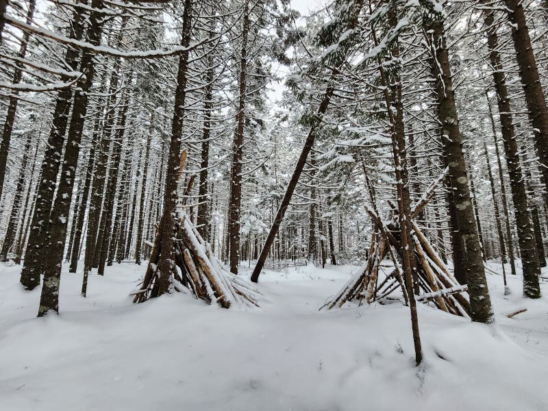 Snow-covered Forest with Wooden Teepee Structures. Stock Photo - Image ...