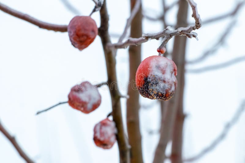 Snow Covered Frozen Rotten Apples on a Tree in Winter Stock Photo ...
