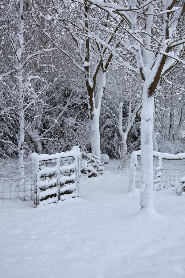 Snow covered gate in wood stock photo. Image of snow - 12480248