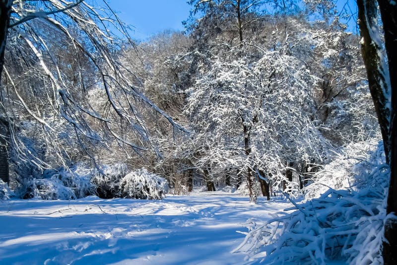 Trees Covered With Snow On A Winter Glade. Stock Photo - Image of ...