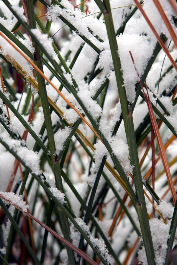 A snow-covered grass stock photo. Image of outdoor, nature - 1466886