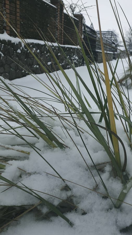 Snow covered the grass stock photo. Image of white, winter - 176667146