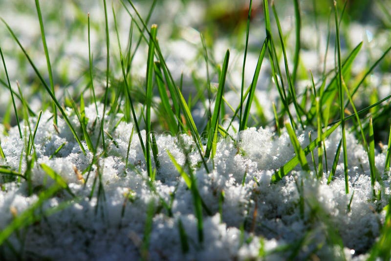 Snow covered grass stock image. Image of snow, frozen - 36942877