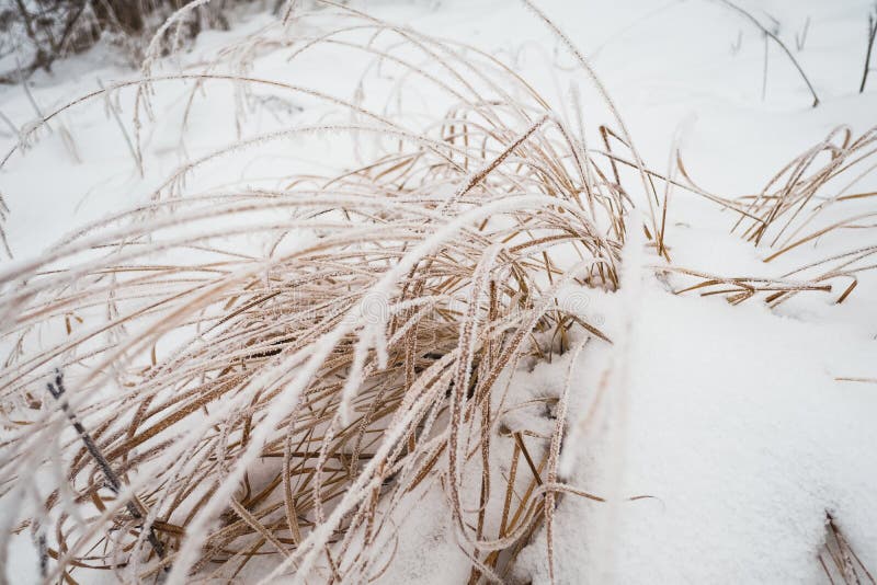 Snow covered grass stock photo. Image of nature, beauty - 176906932