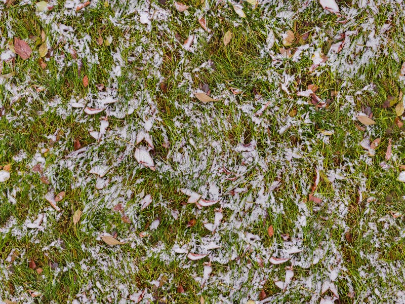 280 Snow Grass Seamless Stock Photos - Free & Royalty-Free Stock Photos ...