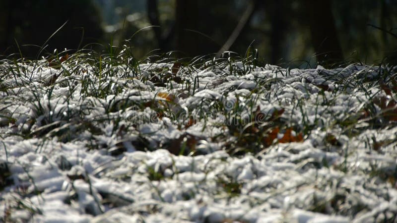 Snow Covered Grass,swaying in Wind,Woods Tree and Jungle. Stock Video ...