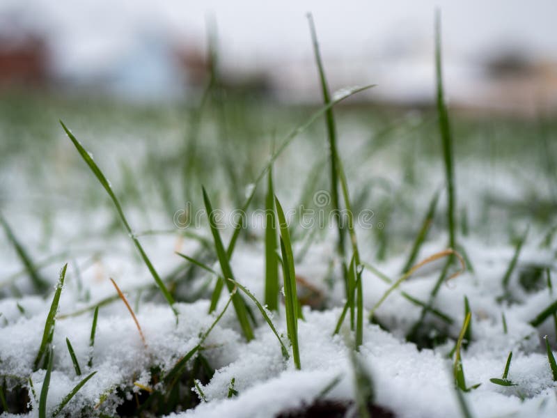 Snow Covered Grass in the Winter Stock Image - Image of lawn, bright ...