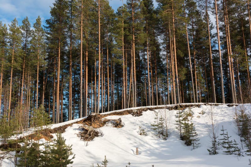 Snow-covered Gravel Pit in Pine Forest Stock Photo - Image of snow ...