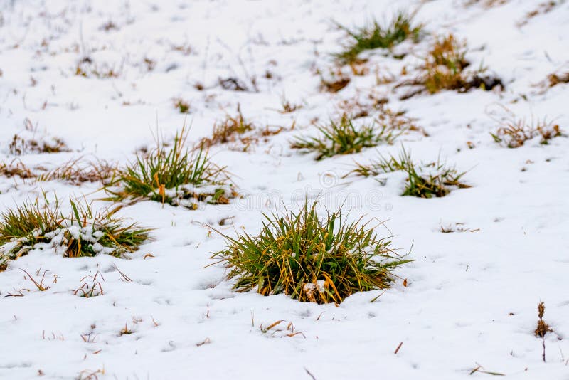 Snow-covered Green Grass Bushes, Grass Under the Snow Stock Image ...