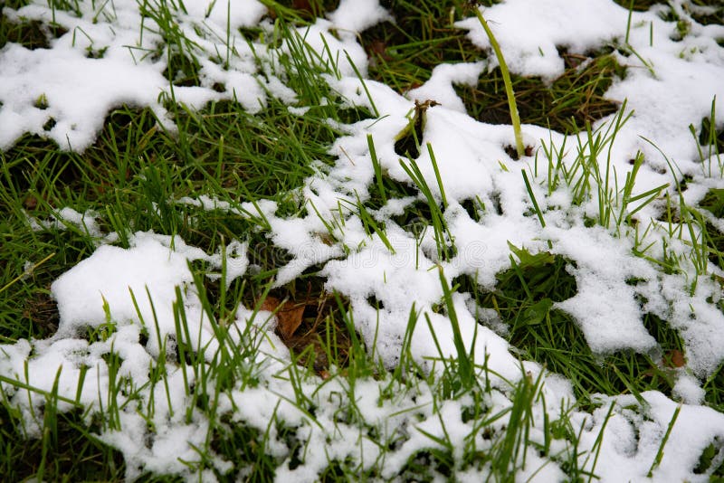 Snow Covered Green Grass. Green Grass Under the Snow. White Snow and ...