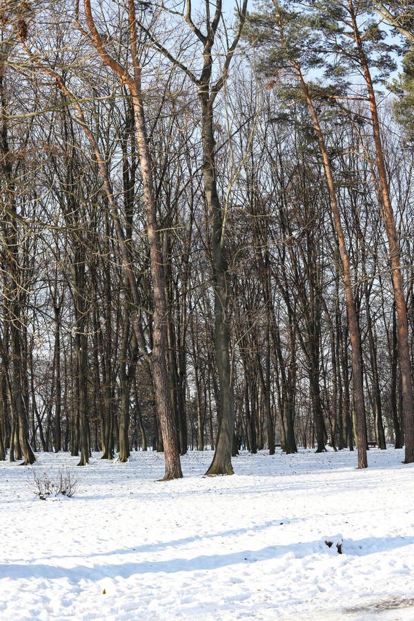 Snow Covered Ground with Bare Trees in the Forest Stock Image - Image ...
