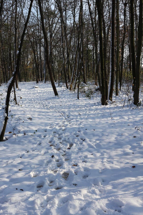 Snow Covered Ground with Bare Trees in the Forest Stock Photo - Image ...