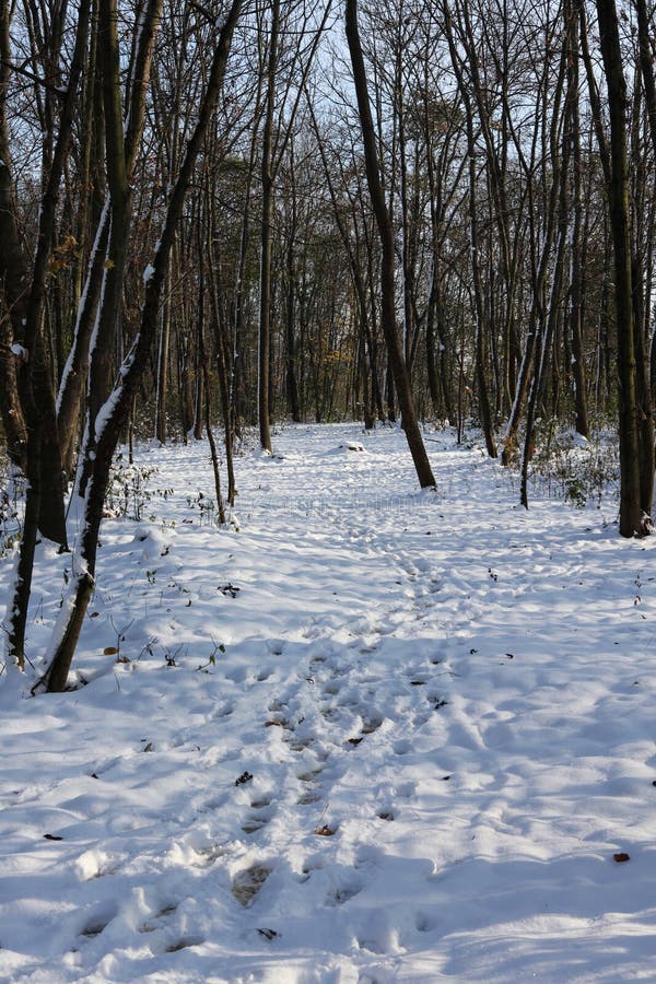 Snow Covered Ground with Bare Trees in the Forest Stock Image - Image ...