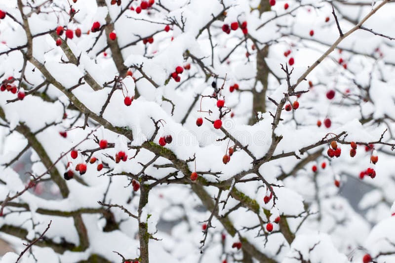 Snow-covered Hawthorn Bush with Red Berries in Winter Stock Image ...