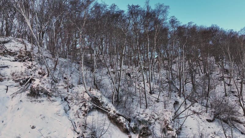 Snow-covered Hillside with Bare Trees in a Forested Area during Winter ...