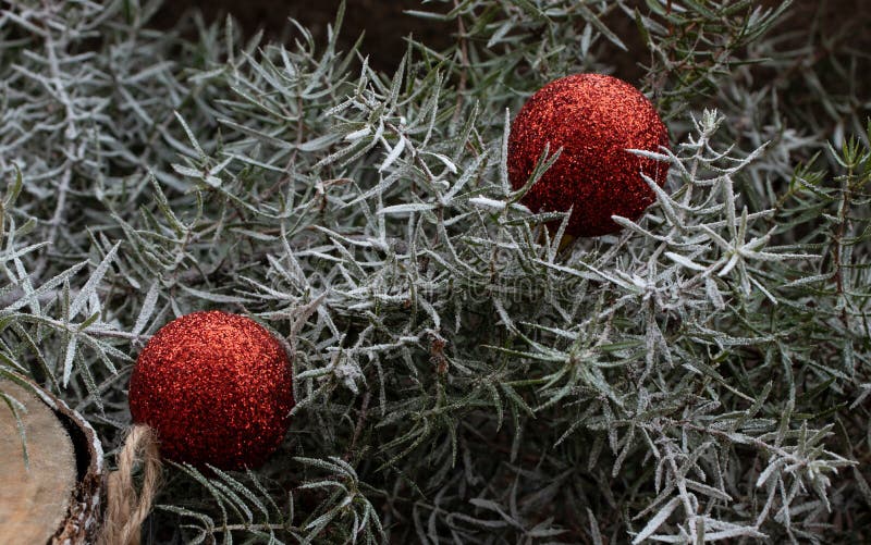 Snow-covered Juniper Branches Stock Image - Image of season ...
