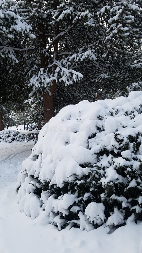 Snow covered juniper bush stock image. Image of bush - 165241299