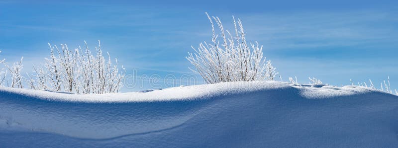 Snow Covered Landscape Close Up Stock Photo - Image of plant, nature ...