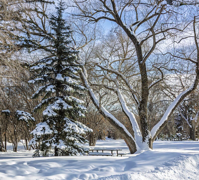Winter at Forestry Farm Park and Picnic Area in Saskatoon, Saskatchewan ...