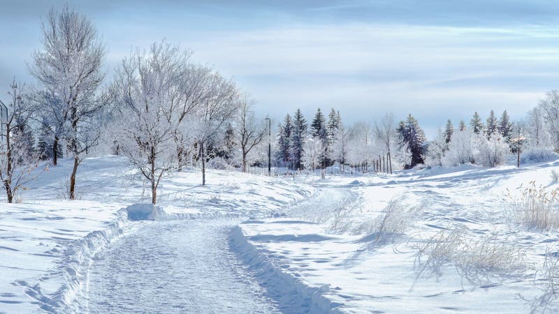 White Hoar Frost Day in an Urban Park, Saskatoon, Canada Stock Image ...