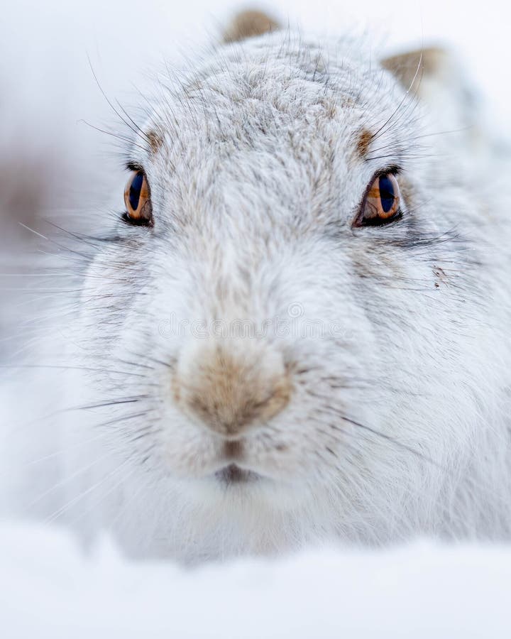 Snow-covered Landscape with a Rabbit in Mountain Hare in the Snow ...