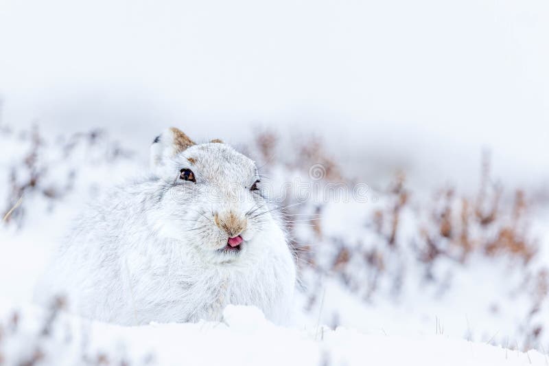 Snow-covered Landscape with a Rabbit in Mountain Hare in the Snow ...