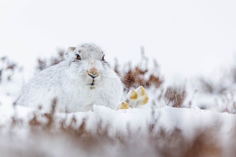 Snow-covered Landscape with a Rabbit in Mountain Hare in the Snow ...