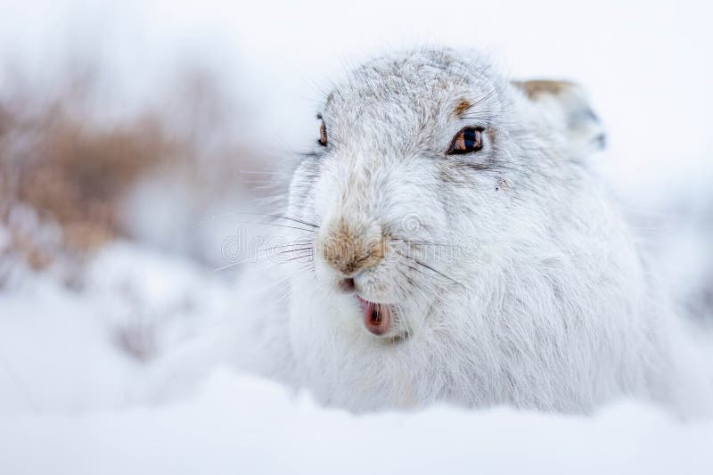 Snow-covered Landscape with a Rabbit in Mountain Hare in the Snow ...