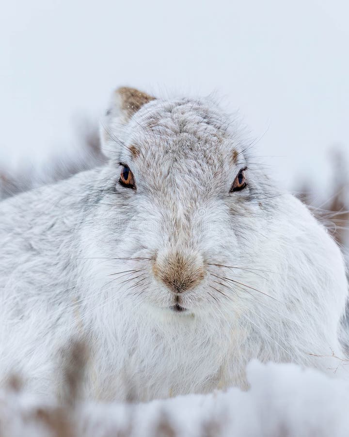 Snow-covered Landscape with a Rabbit in Mountain Hare in the Snow ...