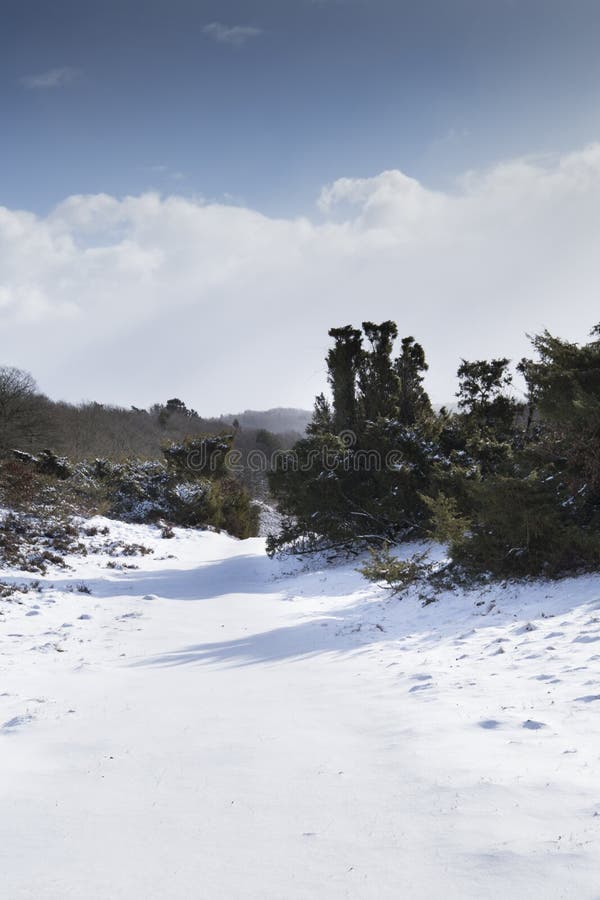 Snow Covered Landscape with Trees and Plants Stock Image - Image of ...