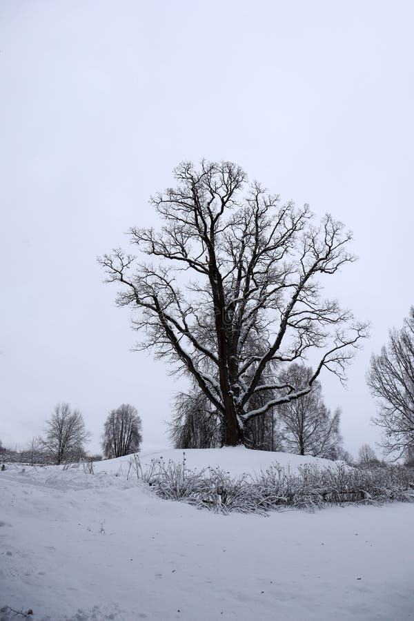Snow Covered Large Old Oak Tree in Winter Park Stock Image - Image of ...