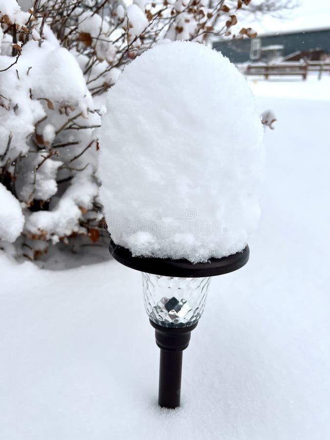 Snow-covered Lawn with Pine Tree Stock Image - Image of cover ...