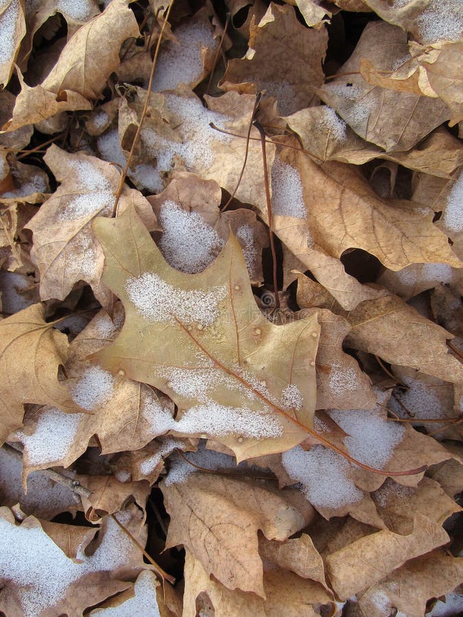 Snow Covered Leaf stock photo. Image of white, snow, brownleaves - 61529926