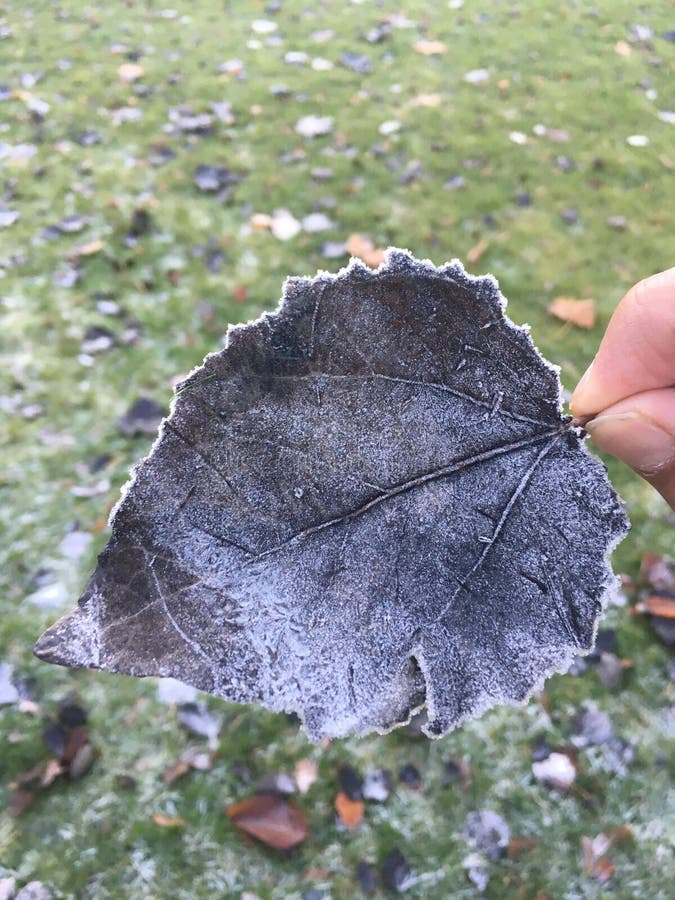 Snow covered leaf stock photo. Image of covered, autumnleaf - 81188722