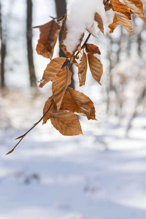 Snow Covered Leaves in Winter Stock Photo - Image of leaves, woodland ...
