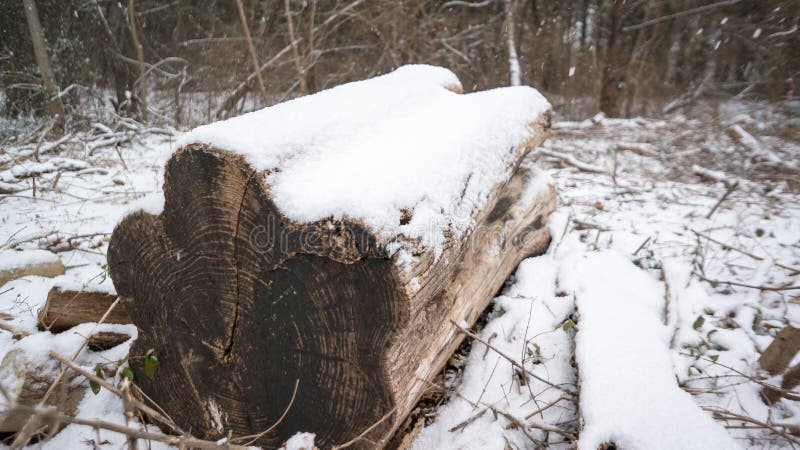 Snow covered log in woods stock image. Image of plant - 108953821