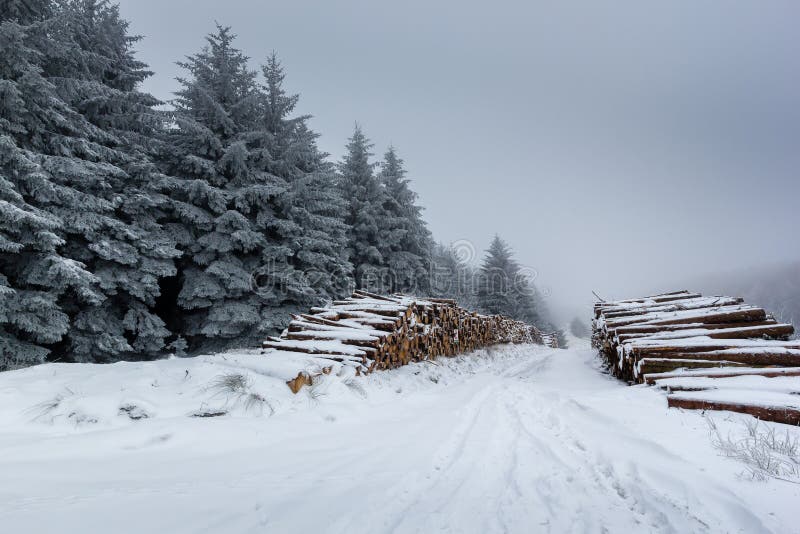Snow Covered Logs and Fur Trees Stock Photo - Image of natural ...